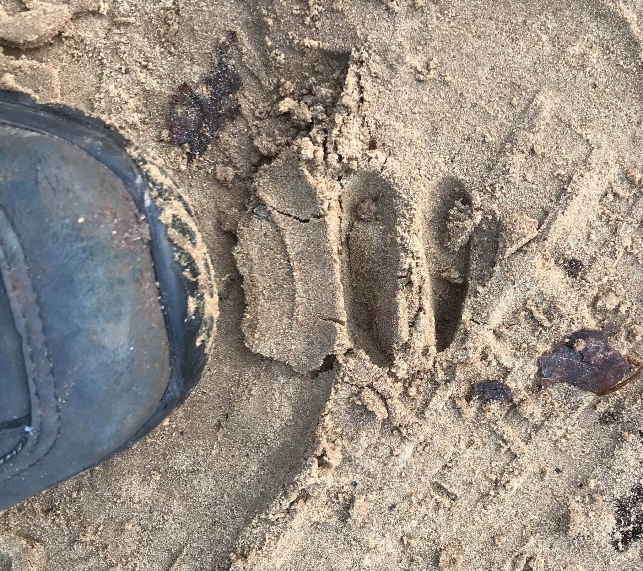 Hier een spoor van een ree.